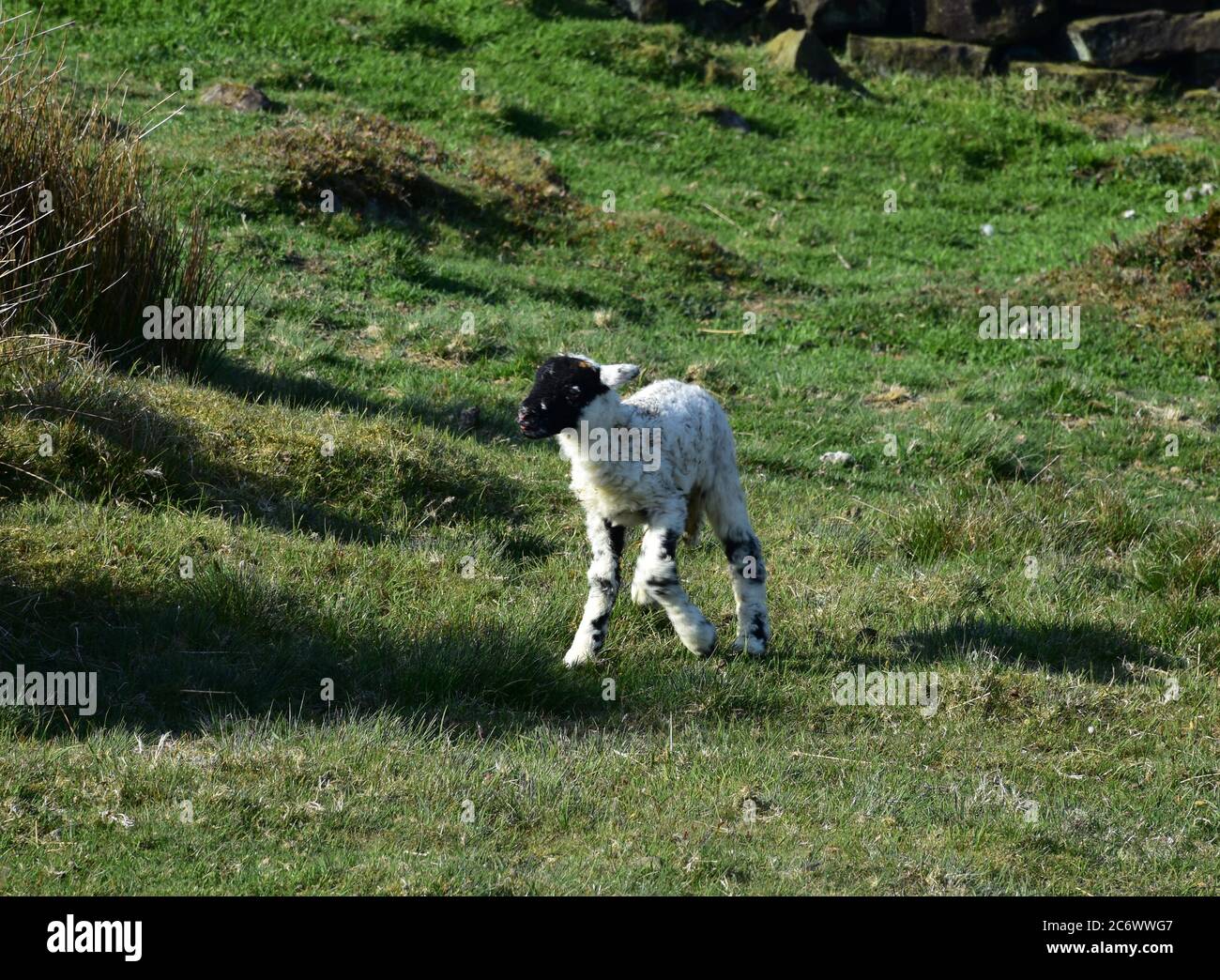 Ram Bleating High Resolution Stock Photography and Images - Alamy