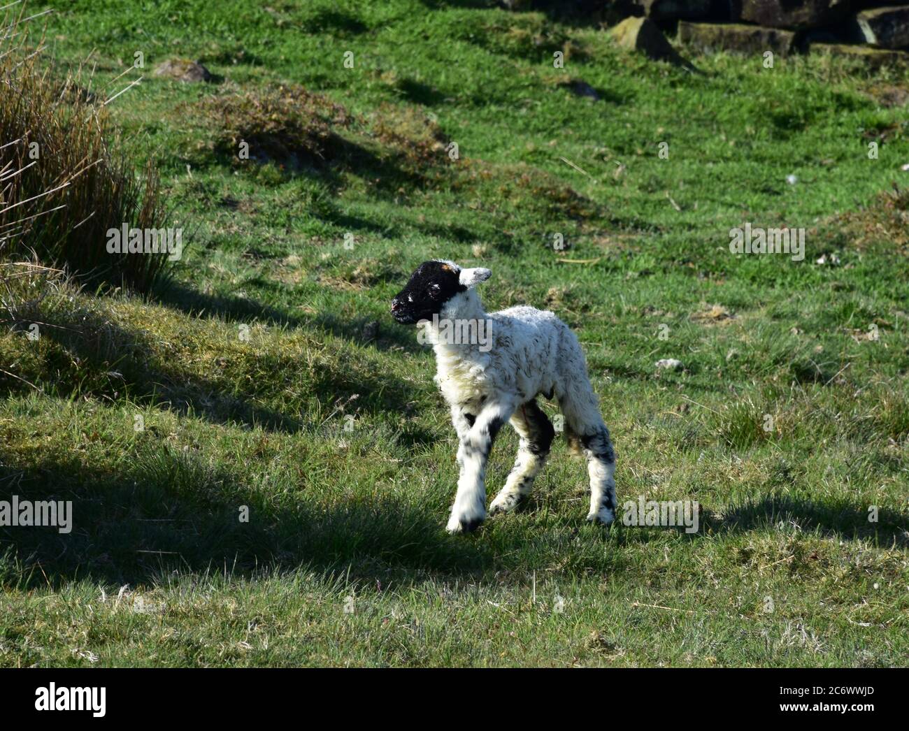Swaledale Lamb High Resolution Stock Photography and Images - Alamy