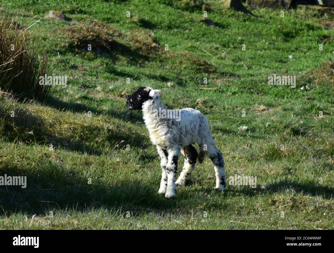 Adorable side view of a very young lamb in the Dales Stock Photo - Alamy