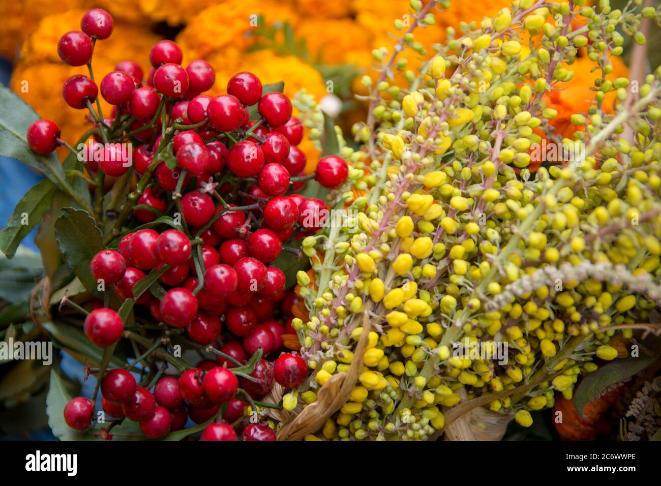 Wild flowers and red berry fruits beautiful background Stock Photo - Alamy