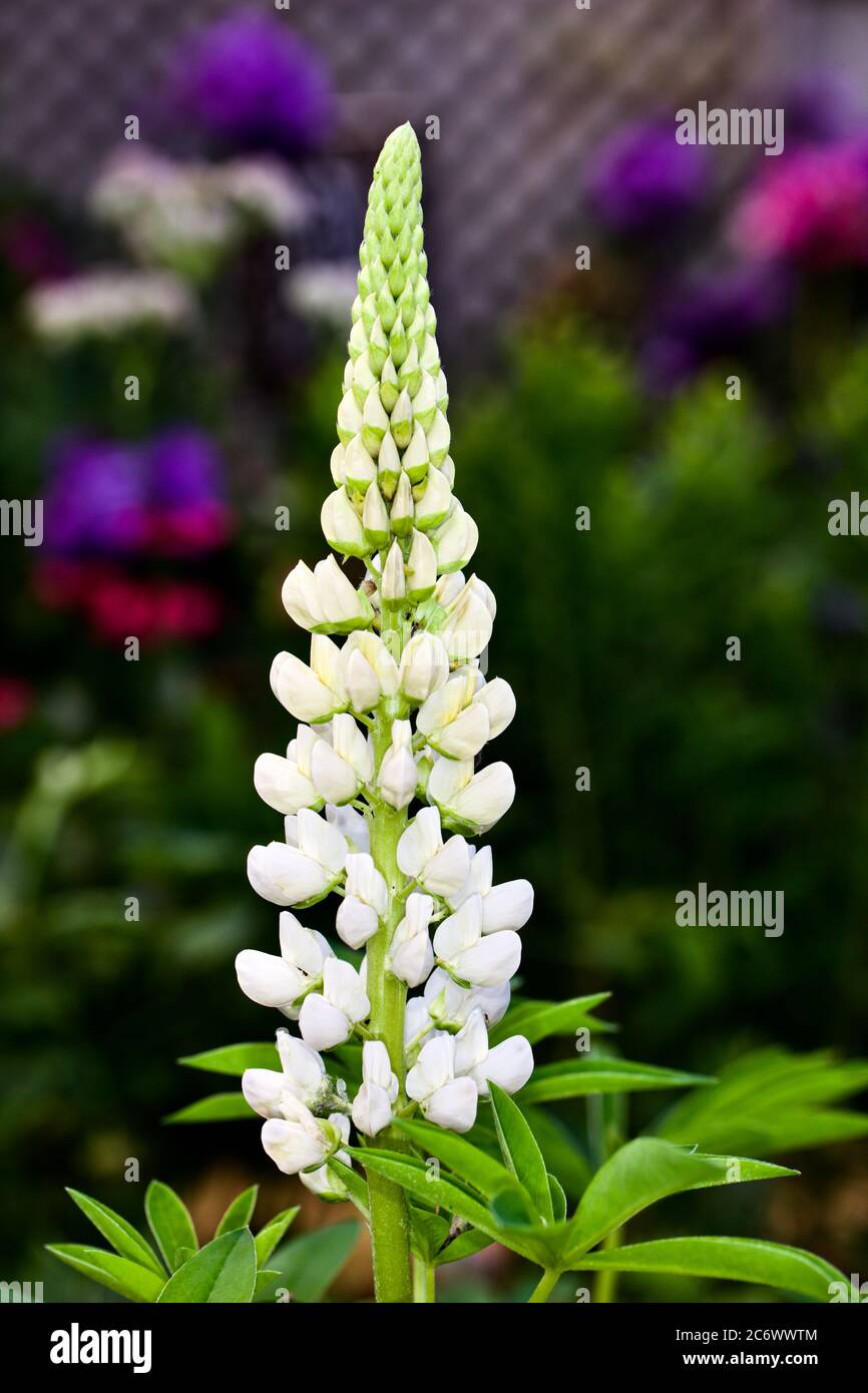 White Lupin High Resolution Stock Photography and Images - Alamy