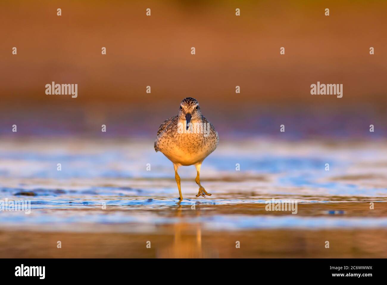 Cute water bird. Yellow nature background. Bird: Red Knot. Calidris ...
