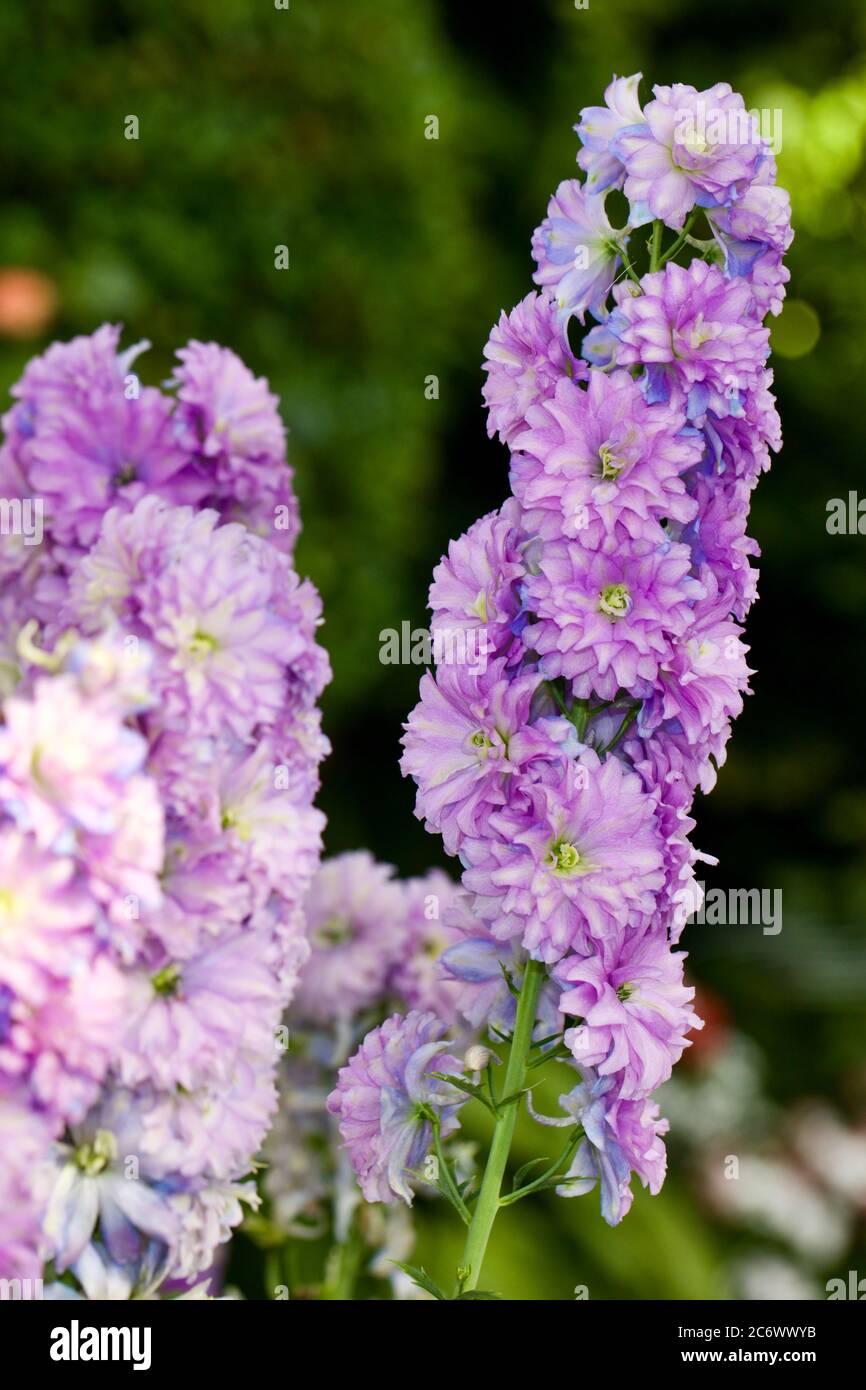 Delphinium Highlander 'Bolero' Stock Photo - Alamy