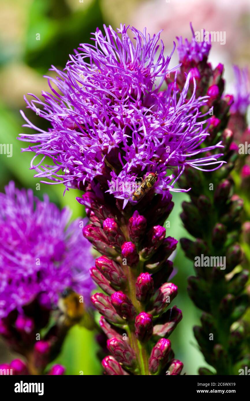 Liatris spicata 'Kobold' gay feather Stock Photo - Alamy
