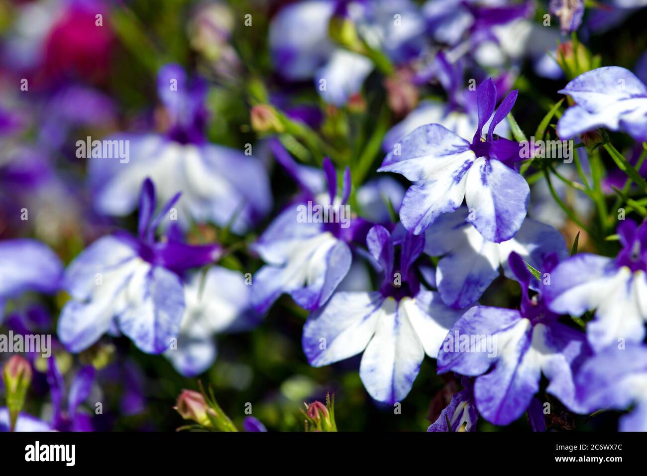 Lobelia ‘Techno Up Blue Delft’ Stock Photo - Alamy