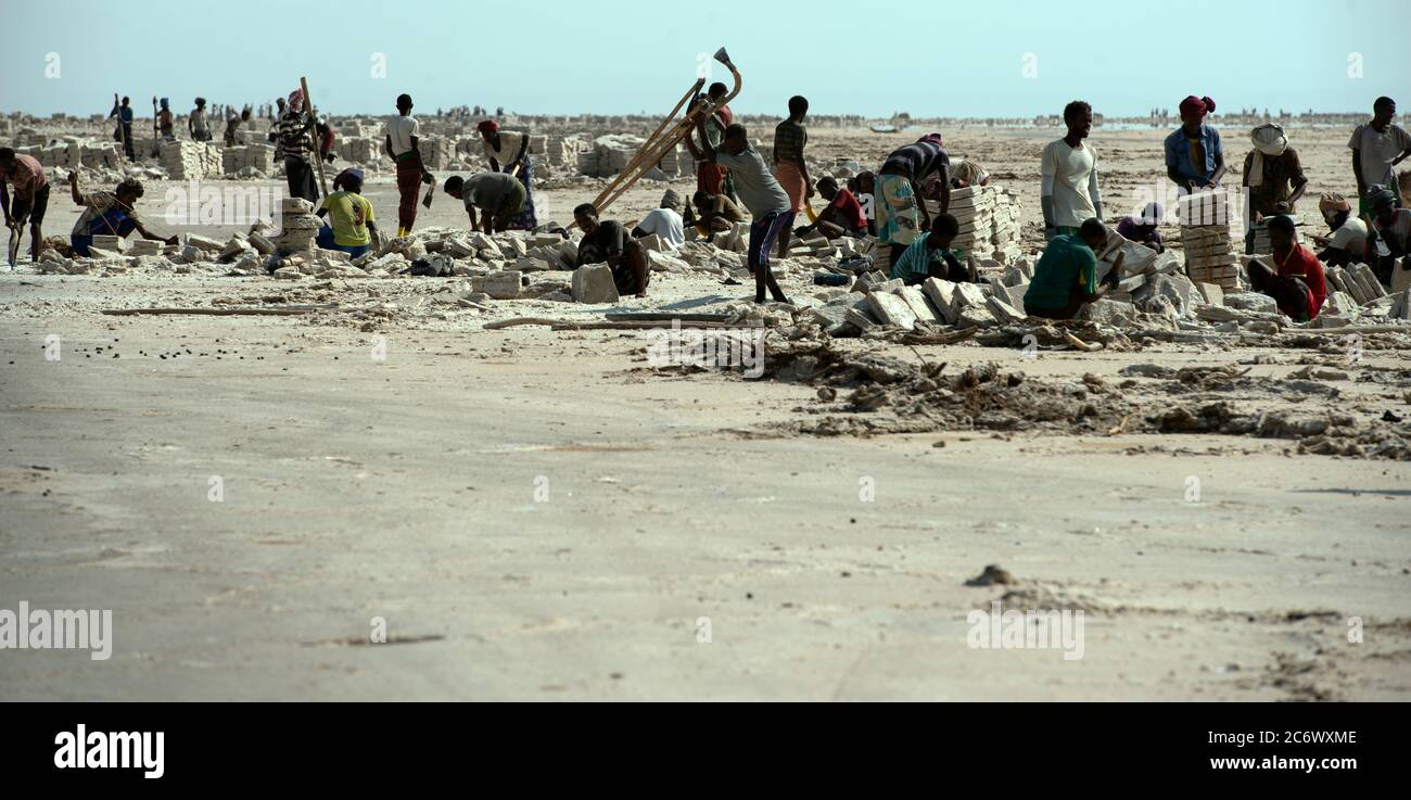 Indigenous, ethnic Afar salt miners working in the Danakil salt flats ...