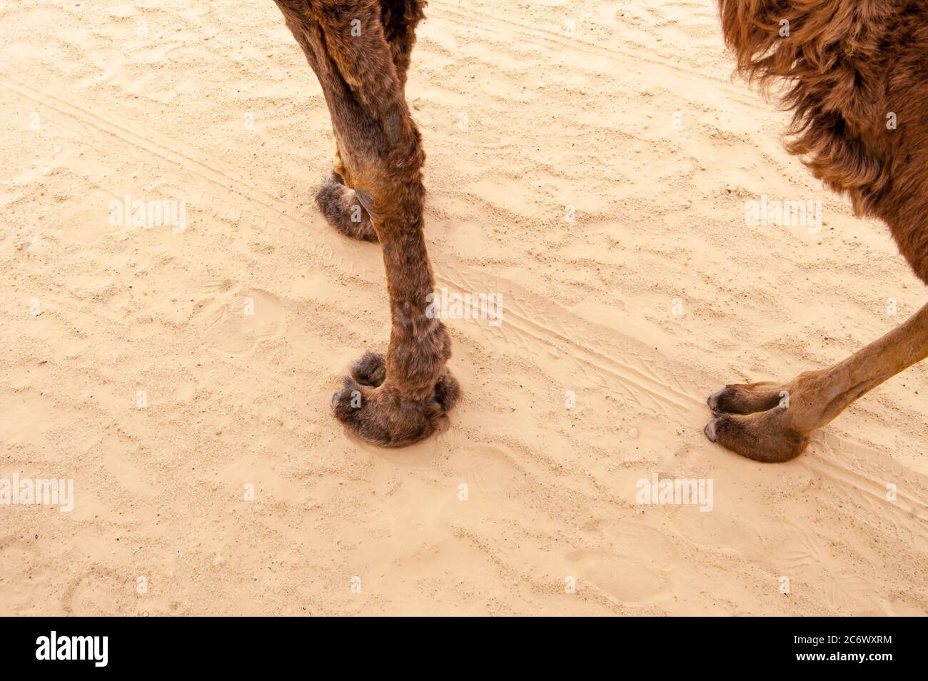Camel leg legs hi-res stock photography and images - Alamy