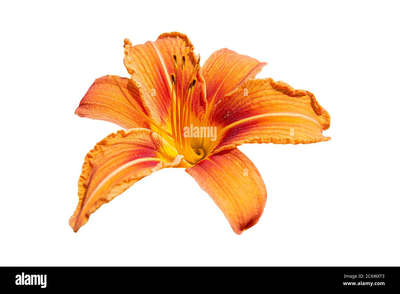 orange single lily isolated on white Stock Photo - Alamy