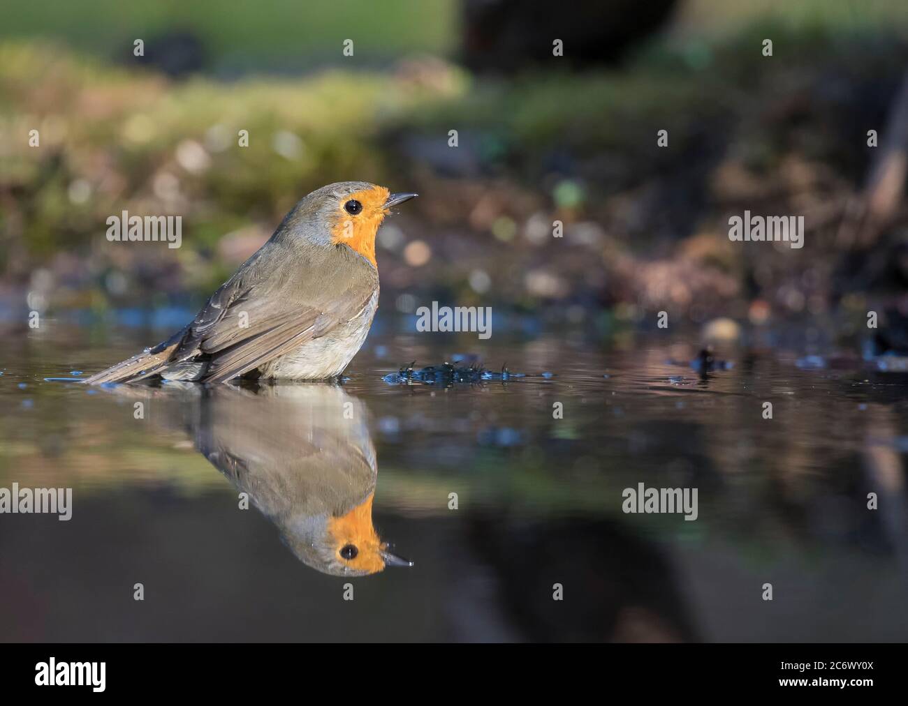 Robin drinking water hi-res stock photography and images - Alamy