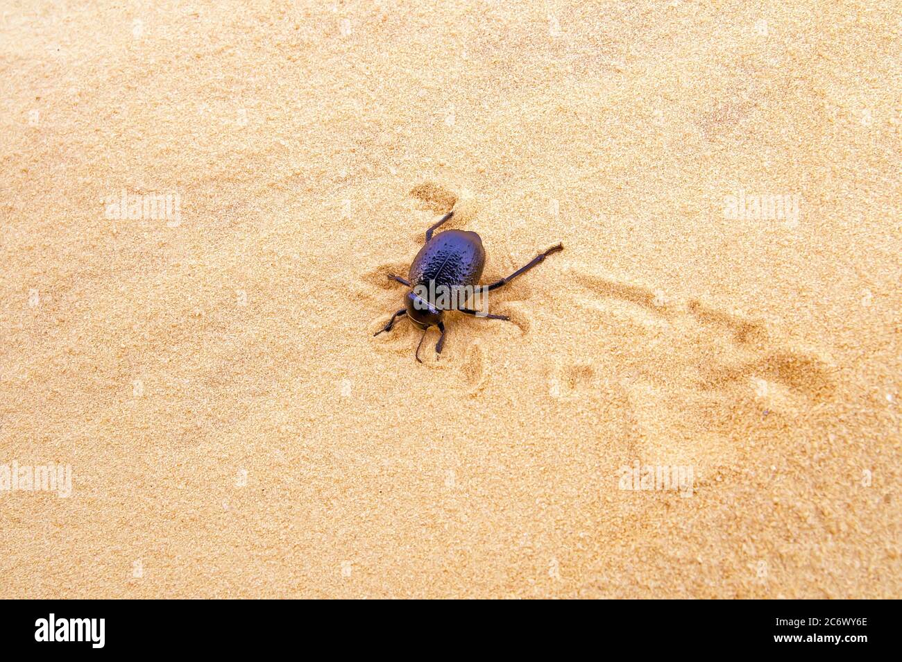 Scarab digs a hole in the sand, Sahara desert, Tunisia Stock Photo - Alamy