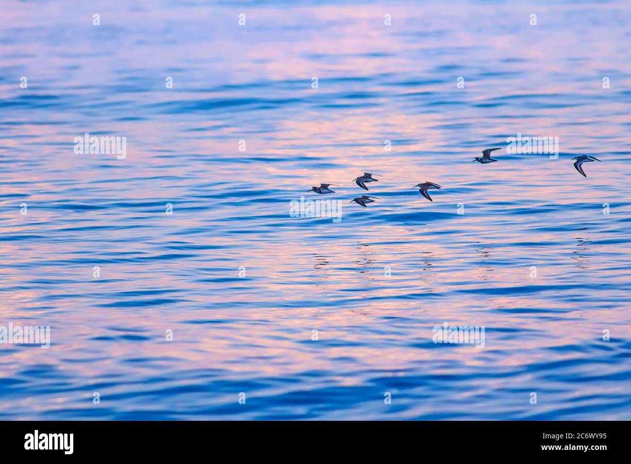 Flying water birds. Blue water background Stock Photo - Alamy