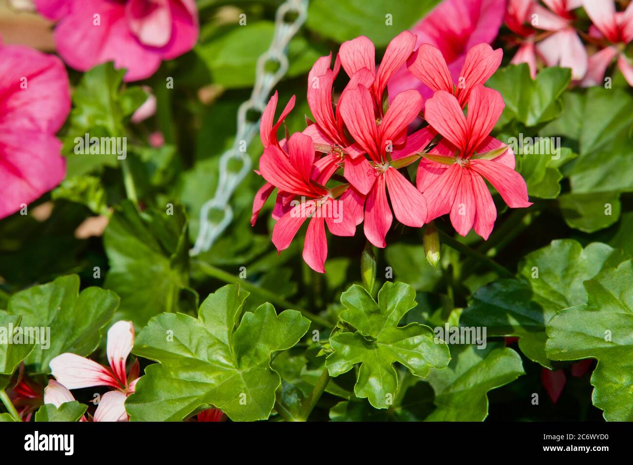 Geranium Ivy pelargonium peltatum 'Cascade Sofie' Stock Photo - Alamy