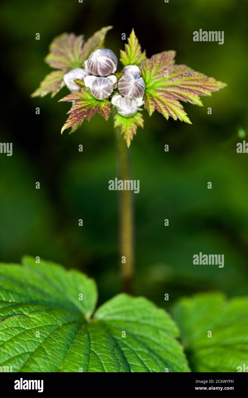 Anemone Leaves High Resolution Stock Photography and Images - Alamy