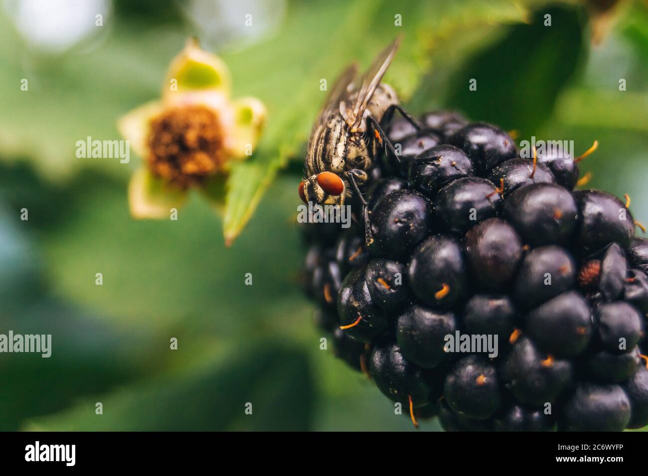 Siberian berry hi-res stock photography and images - Alamy