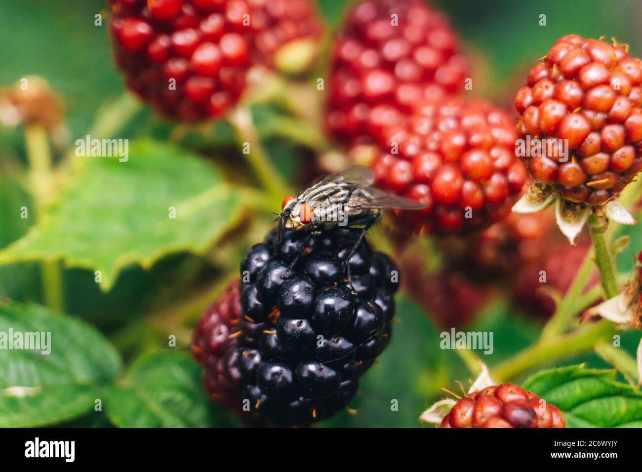 Ginseng berry hi-res stock photography and images - Alamy