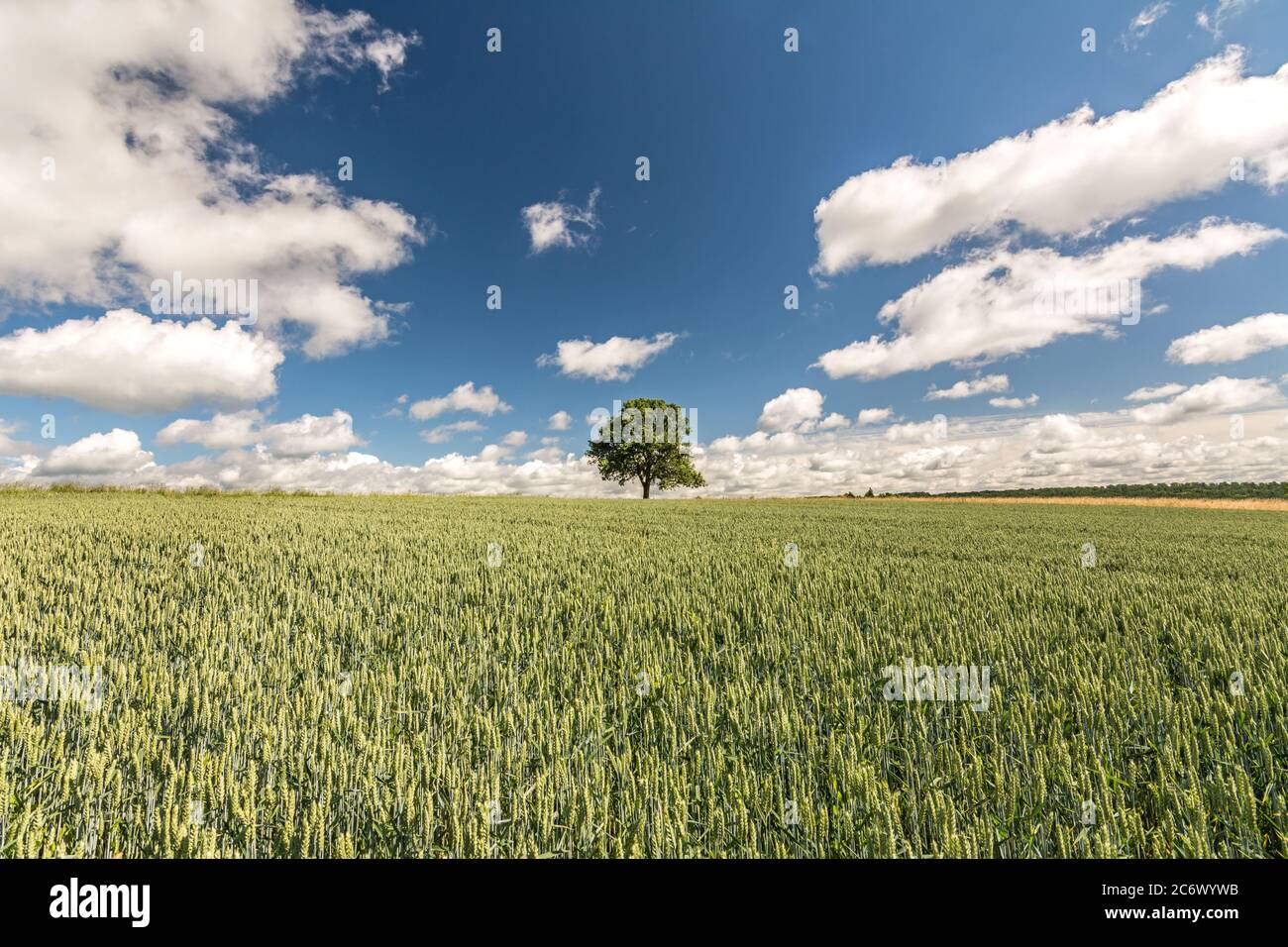 Field and tree hi-res stock photography and images - Alamy