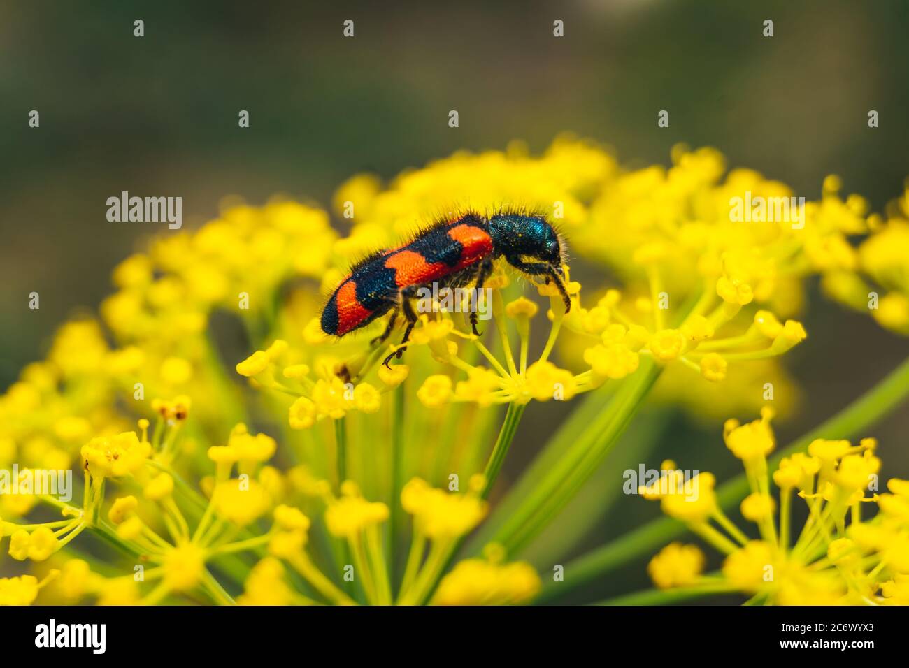 Trichodes apiarius macro shot on a flower Stock Photo - Alamy