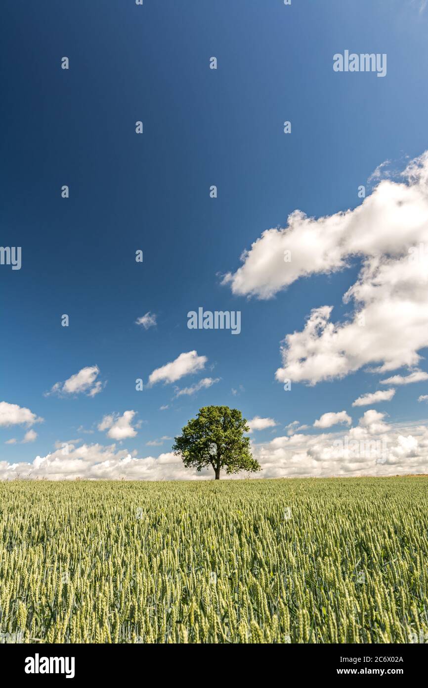 Field sky tree hi-res stock photography and images - Alamy