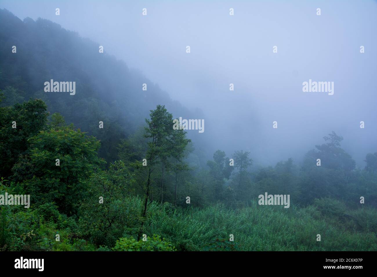 Cold foggy rain forest Stock Photo - Alamy