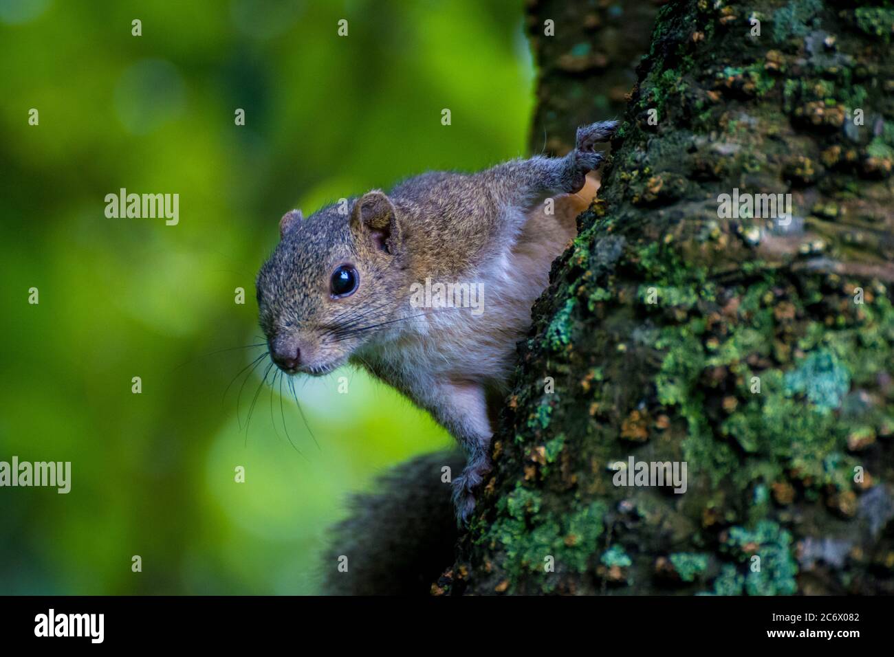 Cute small squirrel Stock Photo - Alamy
