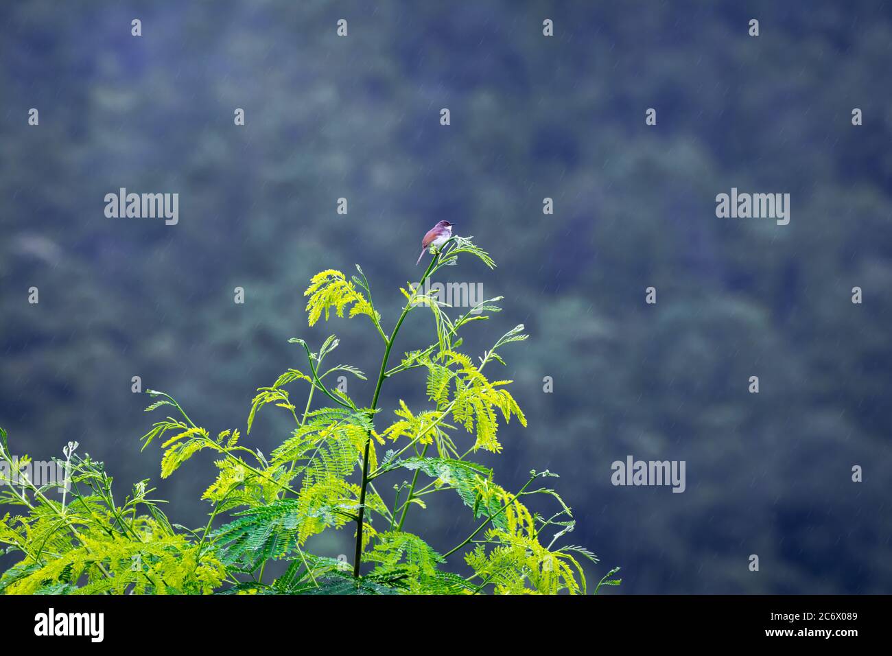 Small bird on top tree branch Stock Photo - Alamy