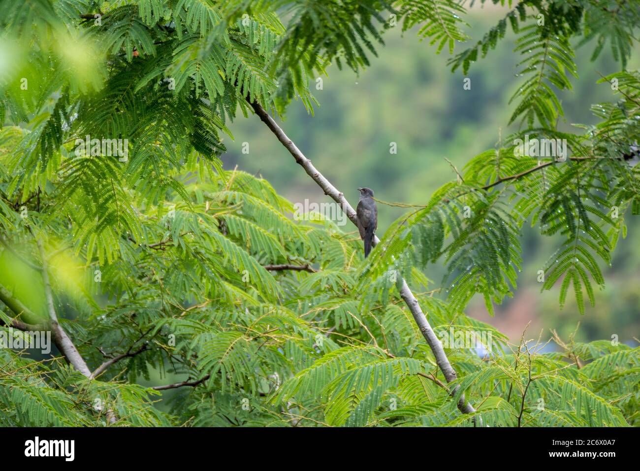 A bird on a tree branch Stock Photo - Alamy