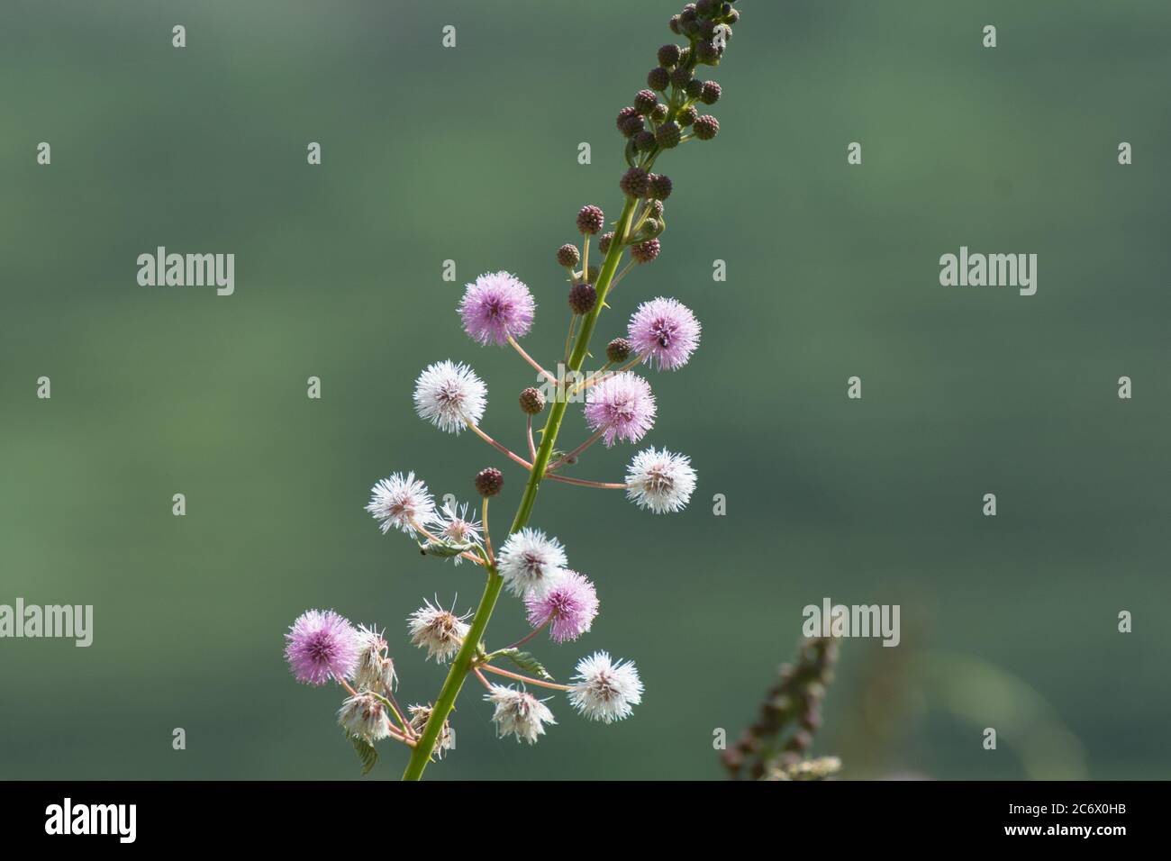 Sleepy Plant Touch Me Not High Resolution Stock Photography and Images ...
