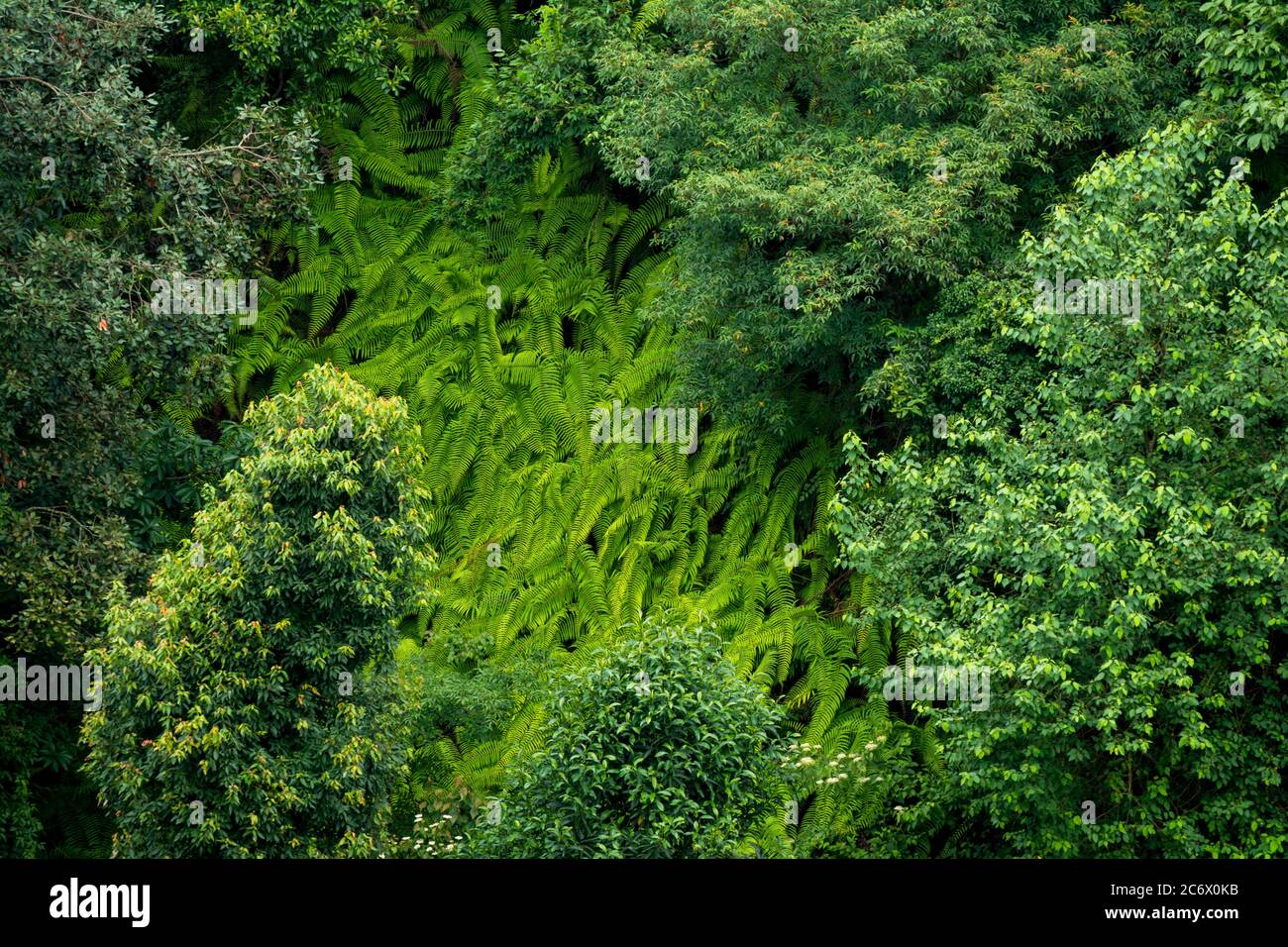 Fearn plant on cold green forest Stock Photo - Alamy