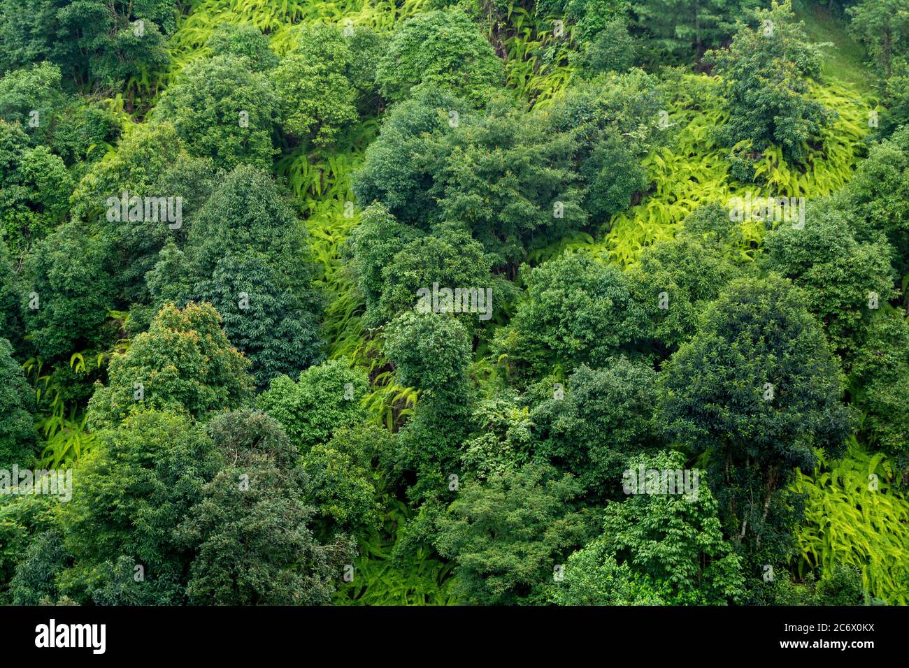 Fearn plant on cold green forest Stock Photo - Alamy