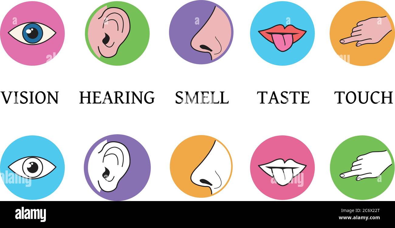 Five Senses Illustration High Resolution Stock Photography and Images ...