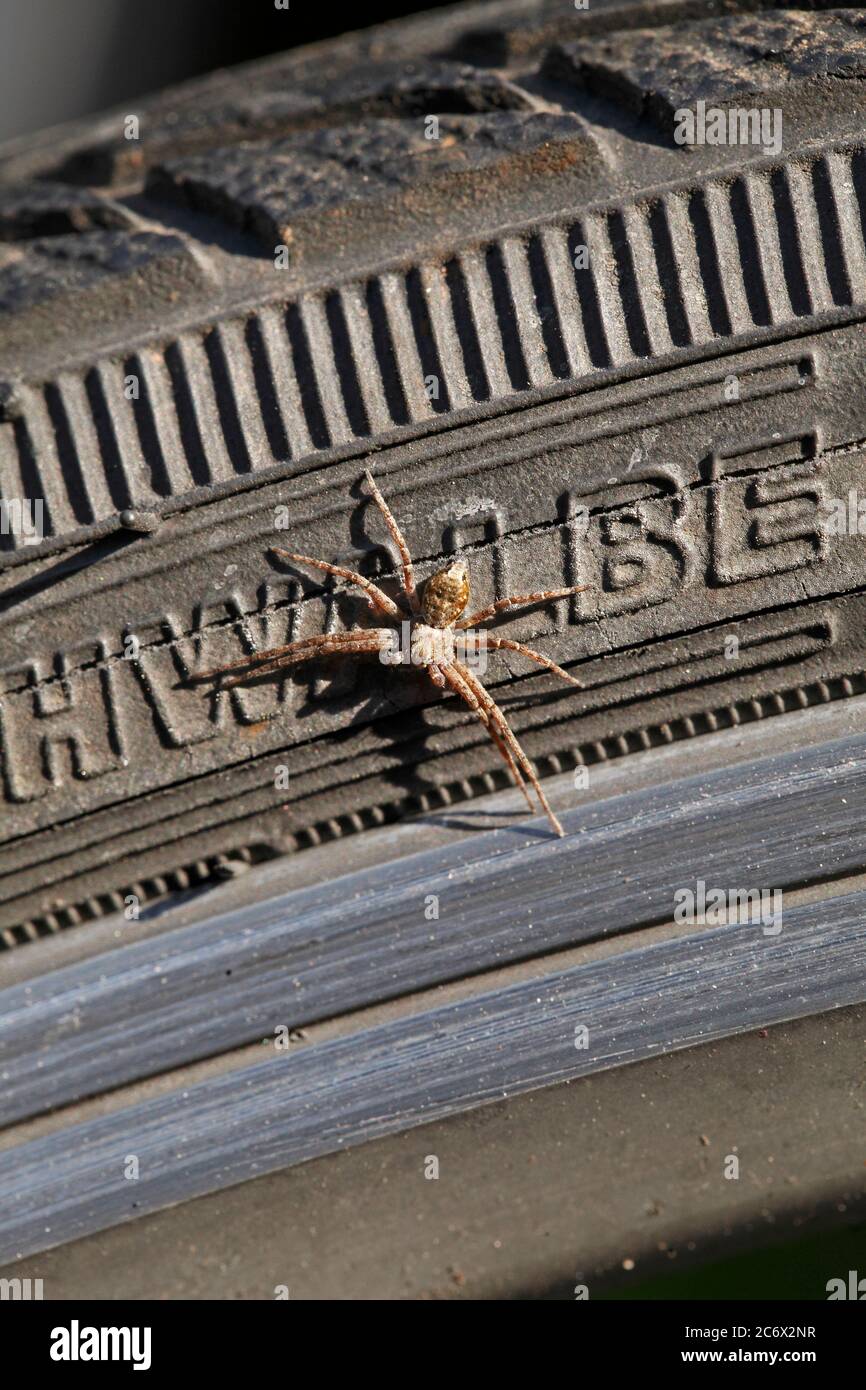 Turf-running spider, Philodromus cespitum, male. On a bicycle tyre ...