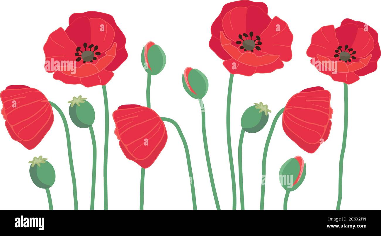 summer frame border with cute colorful red field poppy flowers i Stock ...