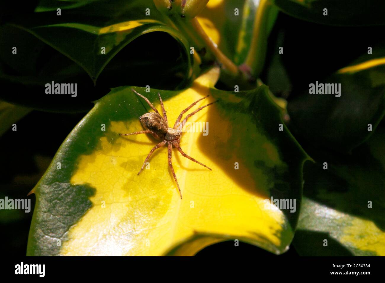 Turf-running spider, Philodromus cespitum, Female Stock Photo - Alamy