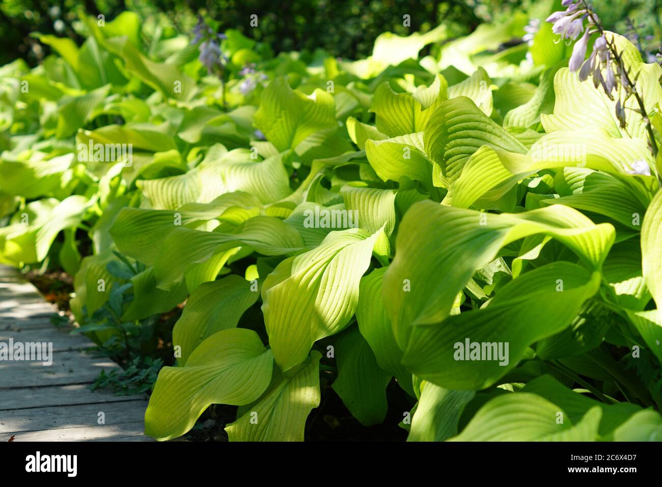 Closeup big green hosta hi-res stock photography and images - Alamy