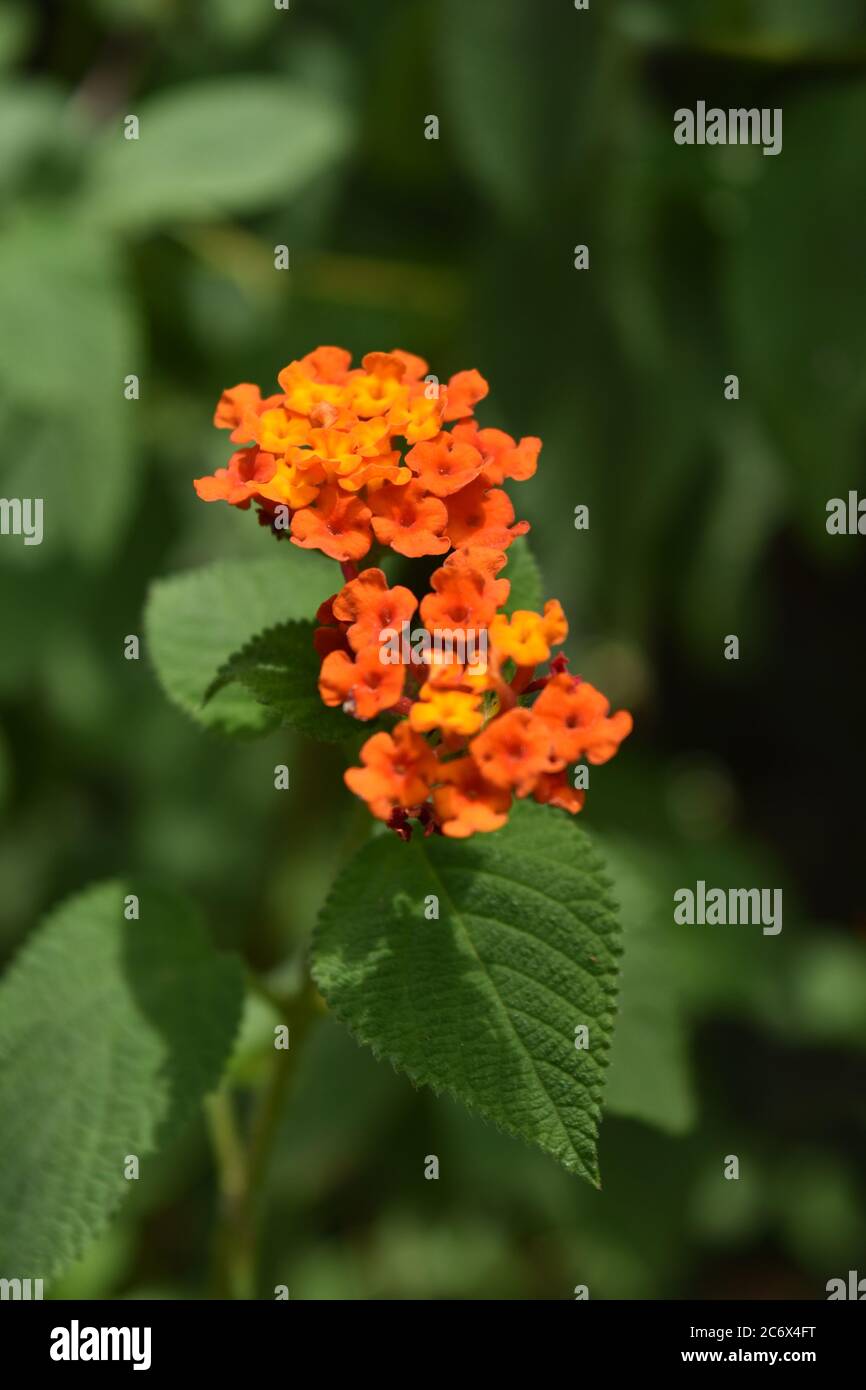 The lantana (Gandapana) flowers. The Riverston Peak located in the ...