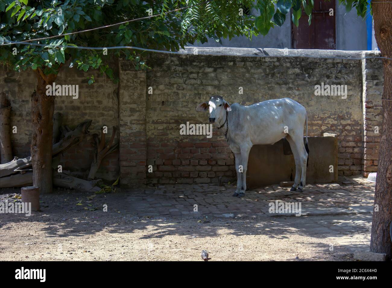 Calf shade hi-res stock photography and images - Alamy
