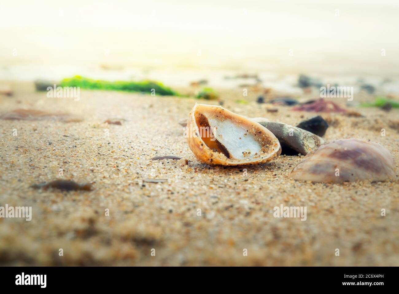 Shells at the seaside hi-res stock photography and images - Alamy