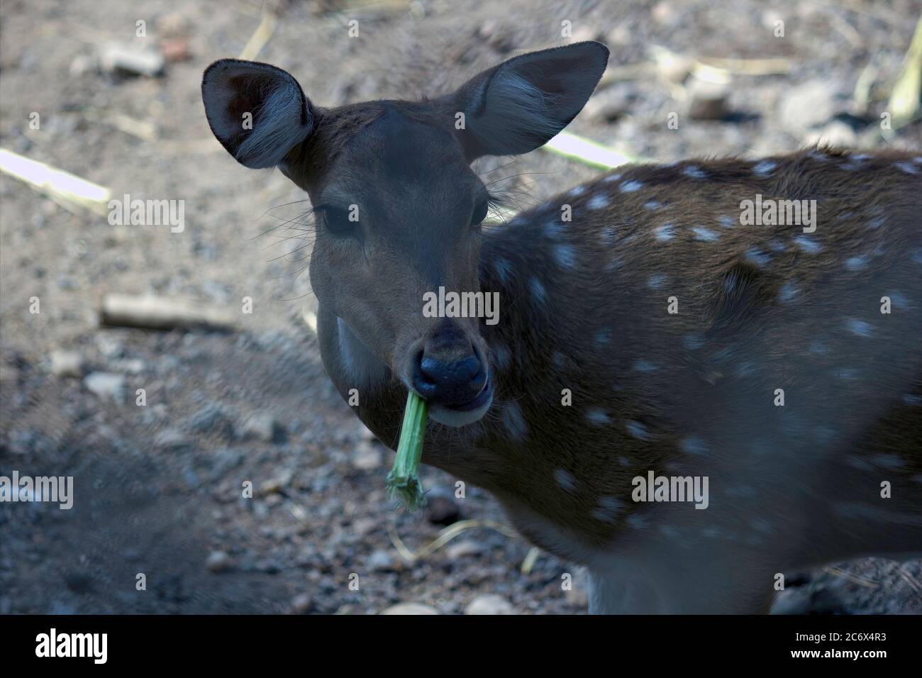 Antler chew hi-res stock photography and images - Alamy