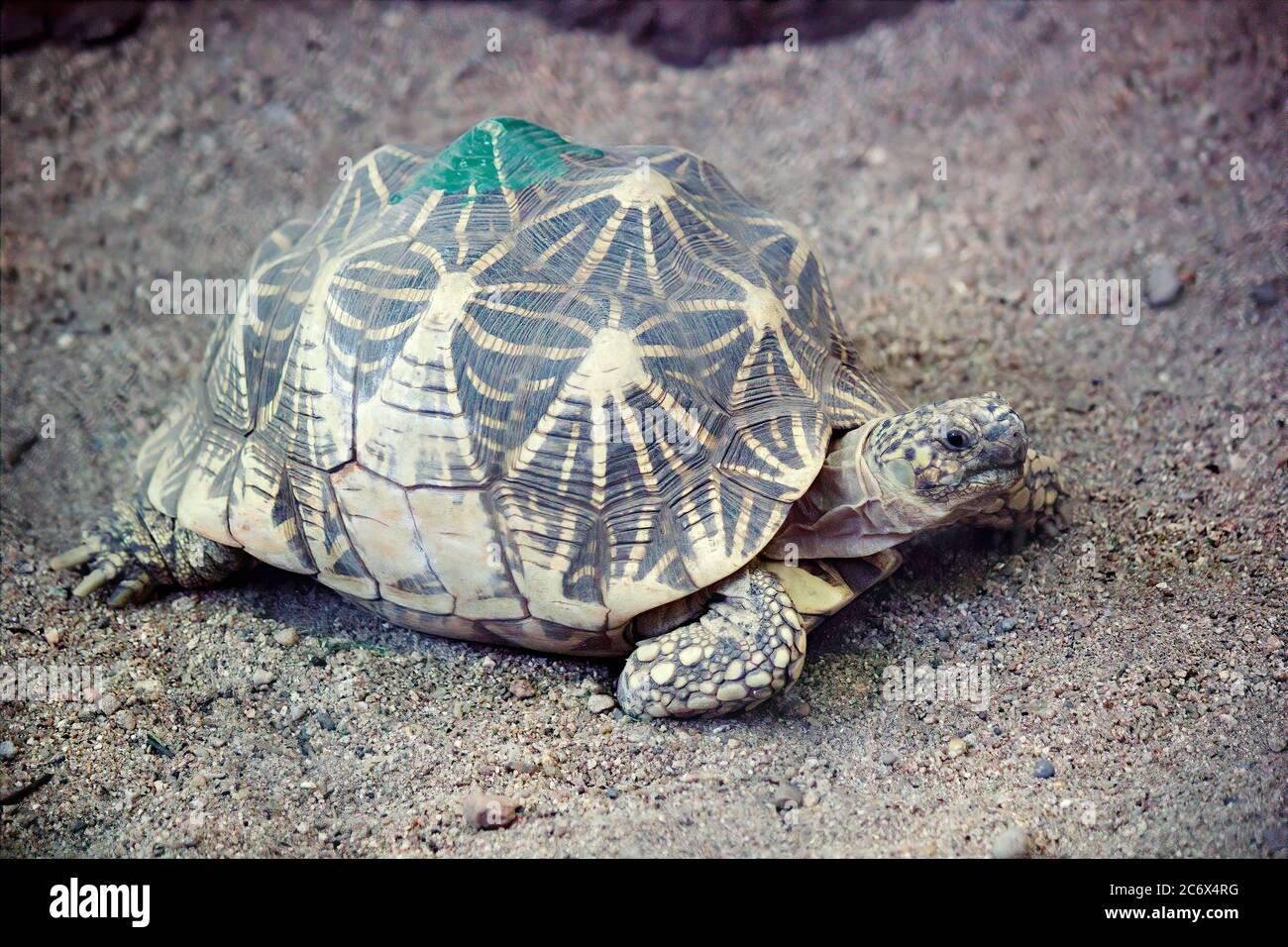 Indian star tortoise image taken in India Stock Photo - Alamy