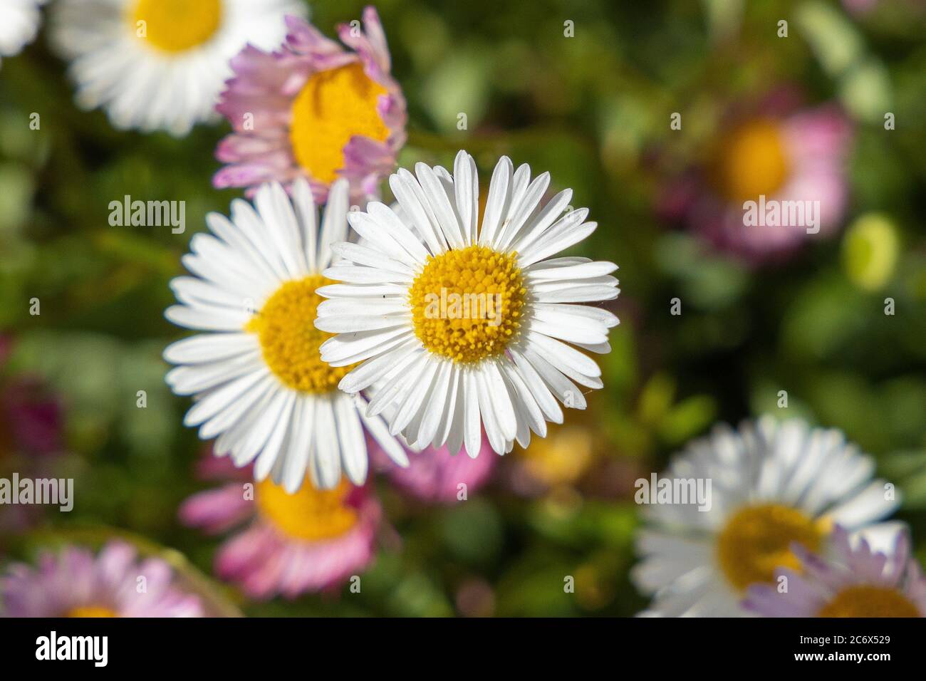 Zoomed in flower hi-res stock photography and images - Alamy