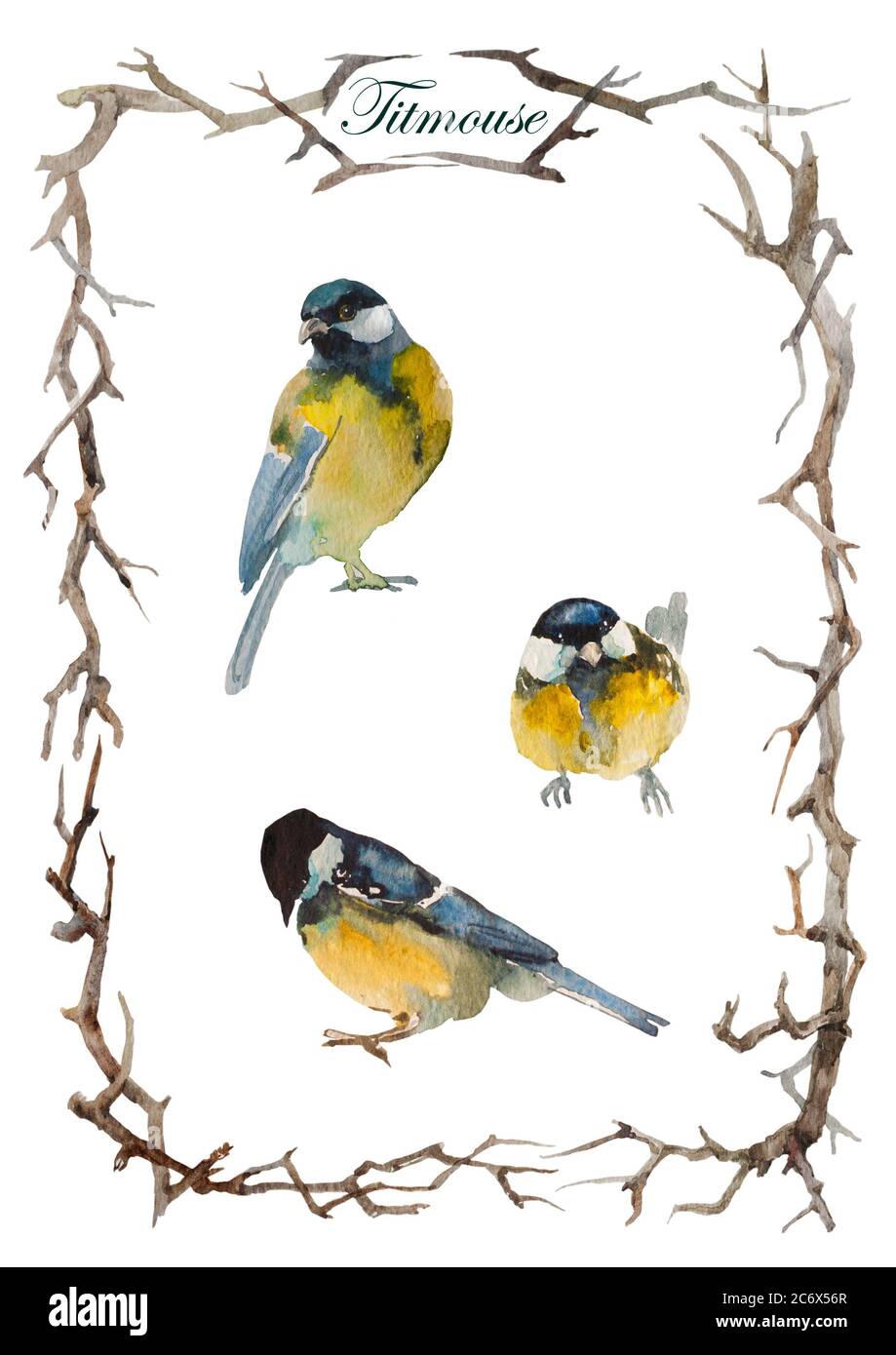 Set of three blue tit birds in the frame from branches, twigs or vines ...