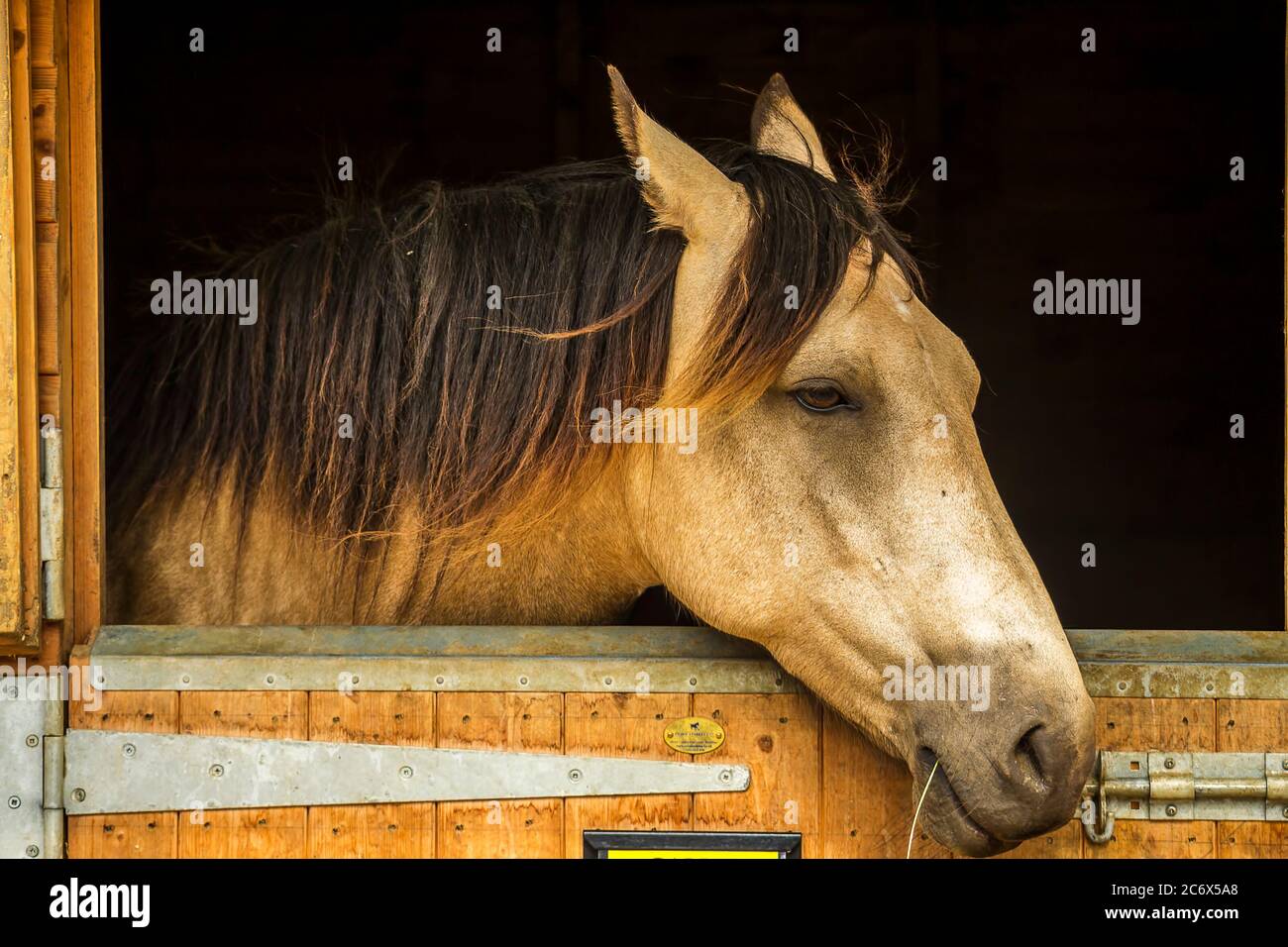 Sad horse hi-res stock photography and images - Alamy