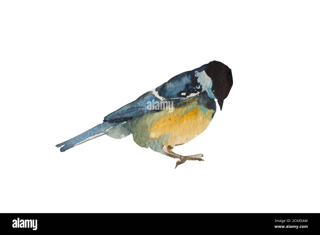 Blue tit bird isolated on white background. Original watercolor ...