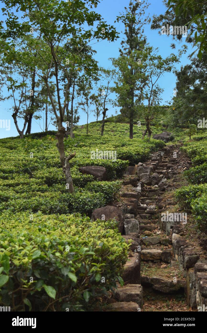 The Riverston Peak located in the central hills of Sri Lanka can be ...