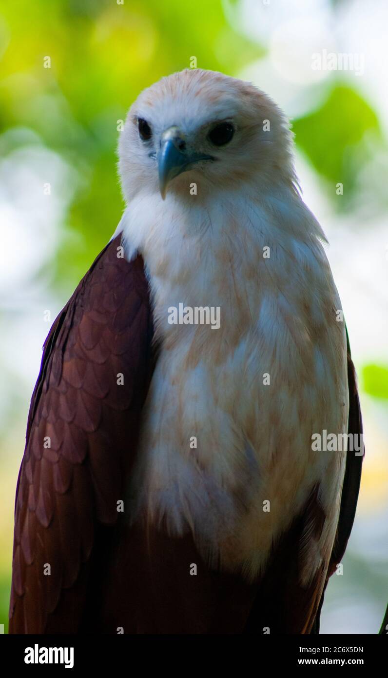 Bird of Prey Looking Intense Stock Photo - Alamy