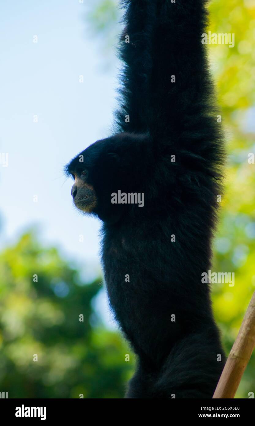 Monkey hanging hi-res stock photography and images - Alamy