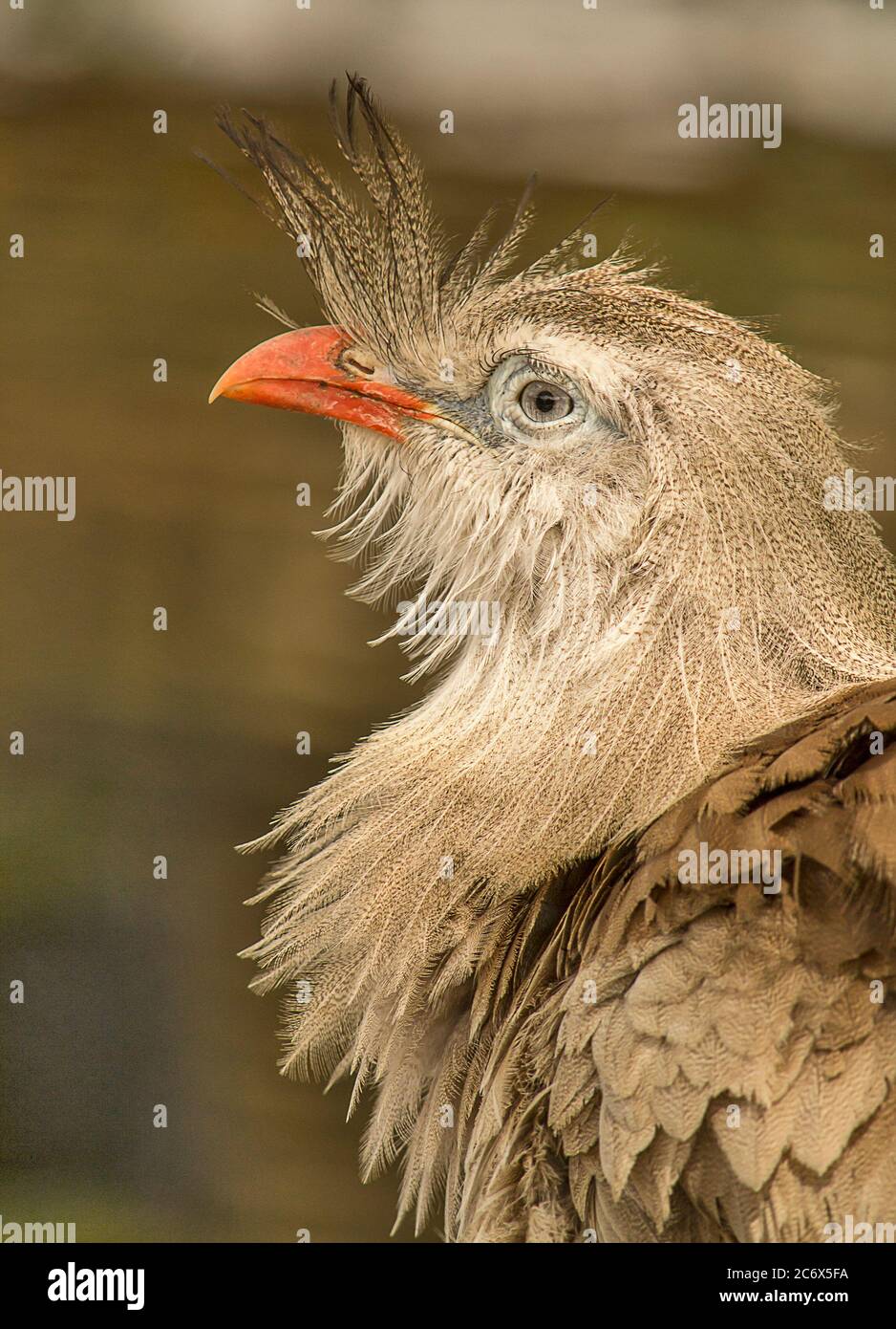 Puffed Up Head Feathers High Resolution Stock Photography and Images ...
