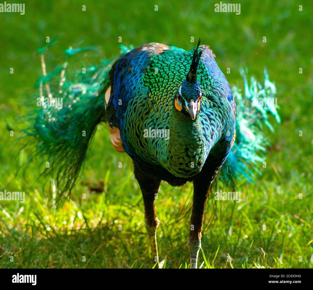Proud as a peacock hi-res stock photography and images - Alamy