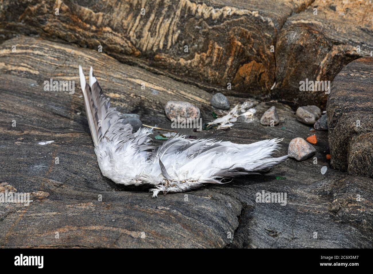 Dead gull remains on a shore rock Stock Photo - Alamy