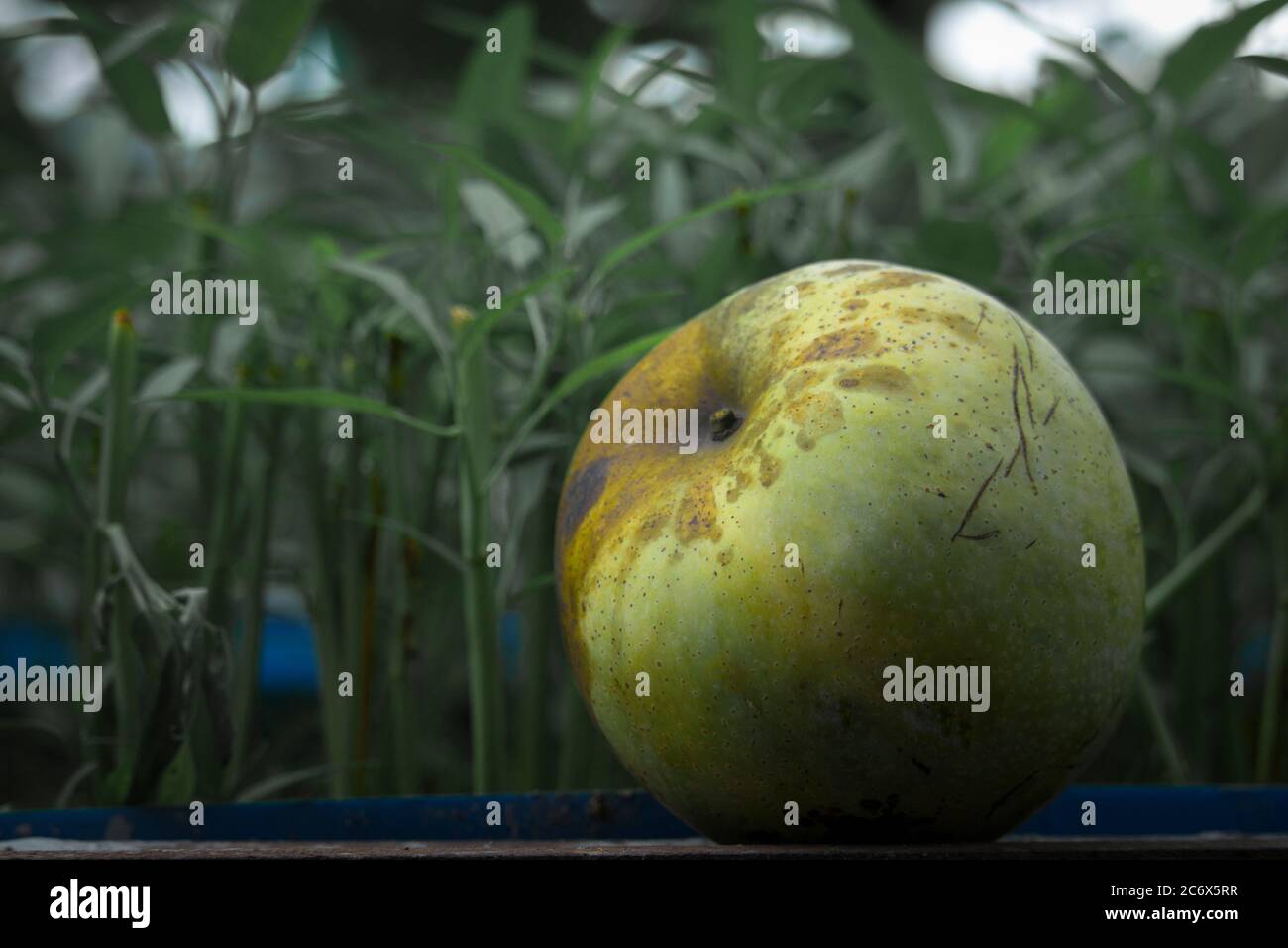 Mango king of fruits hi-res stock photography and images - Alamy